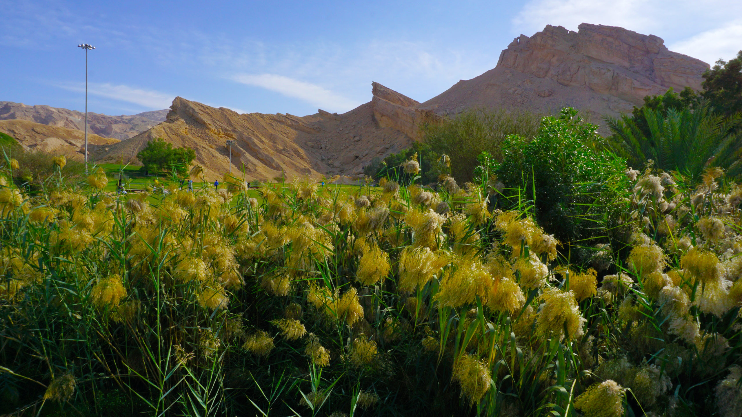 Al Ain Oasis - Serene, Green Desert Haven | 2018 Trip