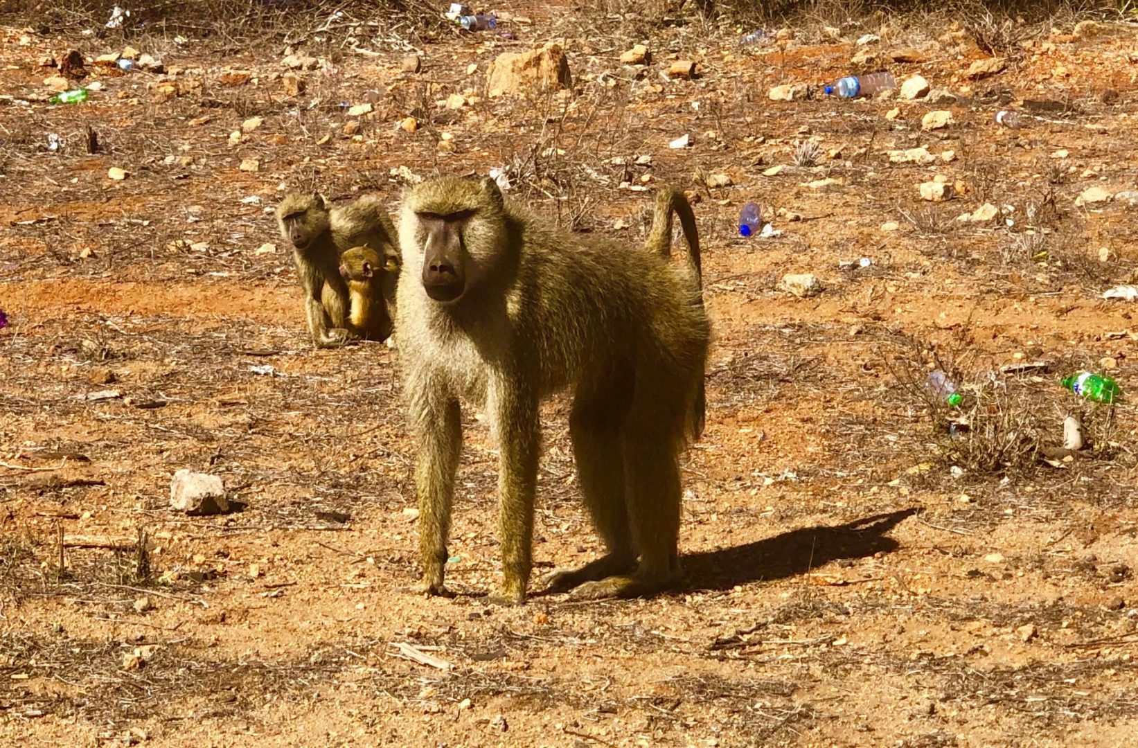 Nairobi-Mombasa by road - a 482 km slow and scenic drive! | Håvar Bauck